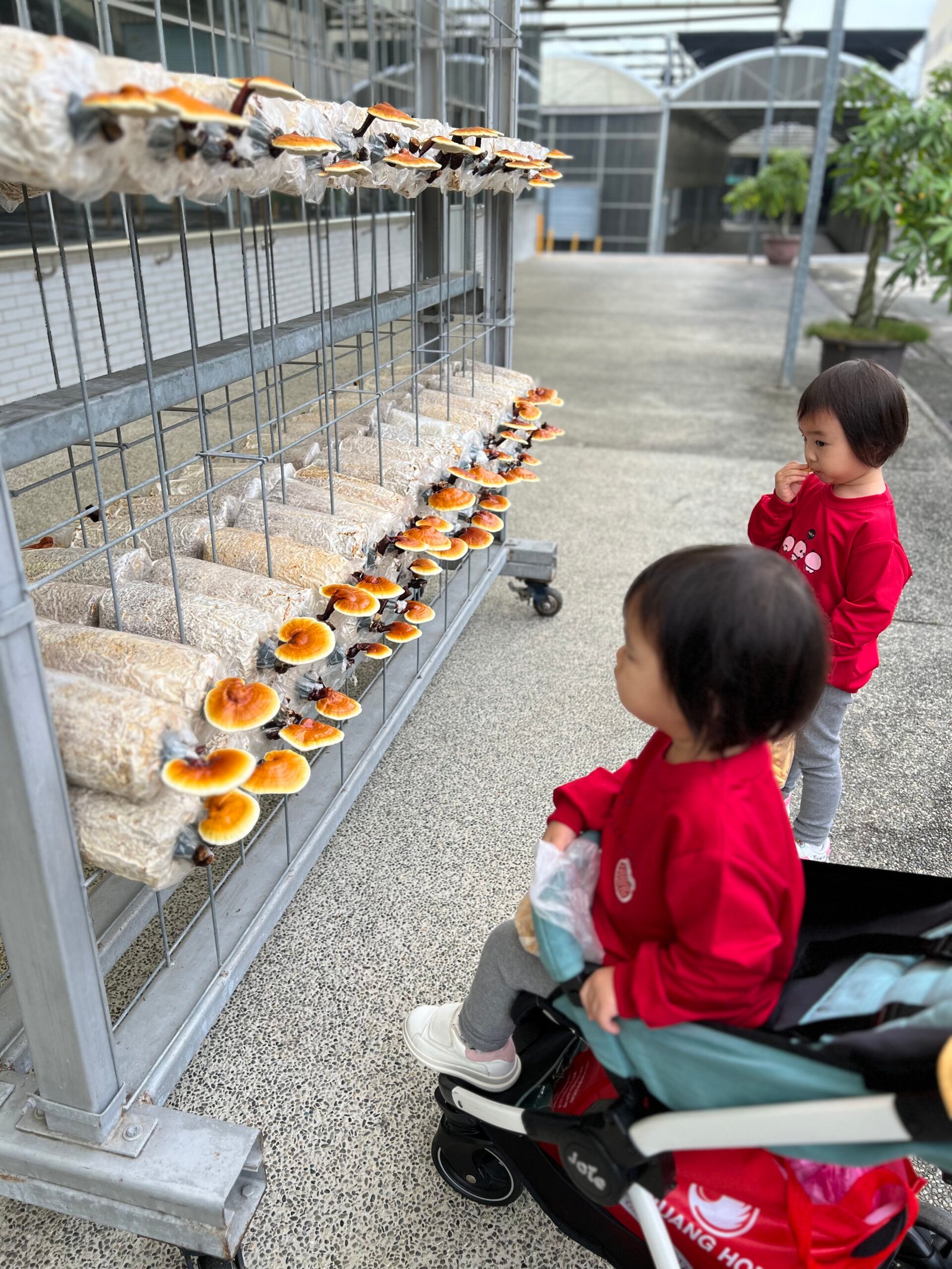 Shuang Hor - JUWARA BERSAMA